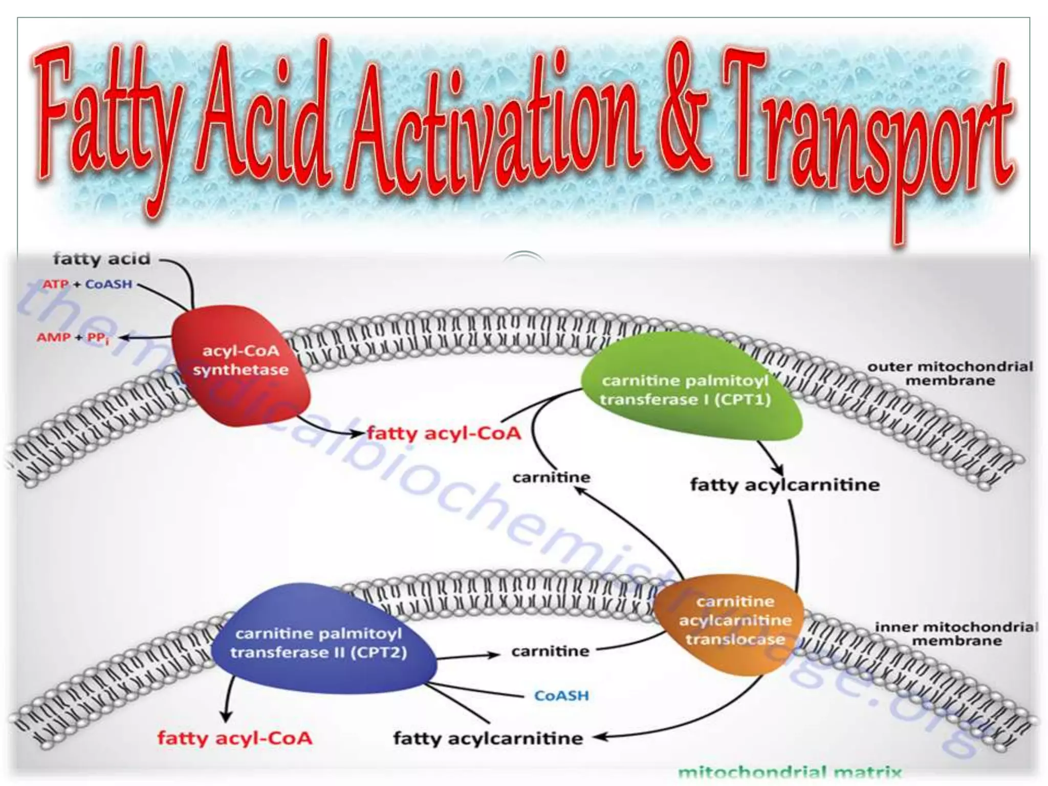 fatty acid activation and transport | PPTX