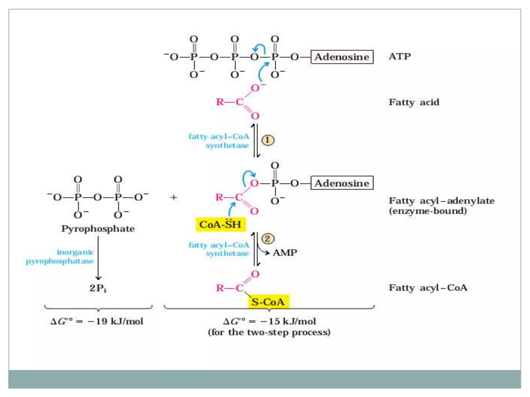 fatty acid activation and transport | PPTX