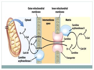 fatty acid activation and transport | PPTX
