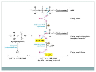 fatty acid activation and transport | PPTX