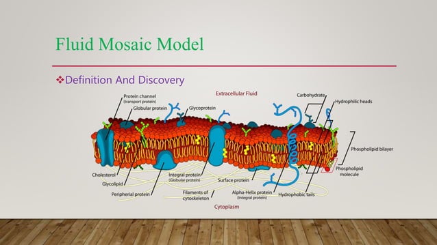 Fluid Mosaic Model | PPTX