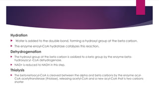 Biosynthesis of fatty acids and beta oxidation | PPT