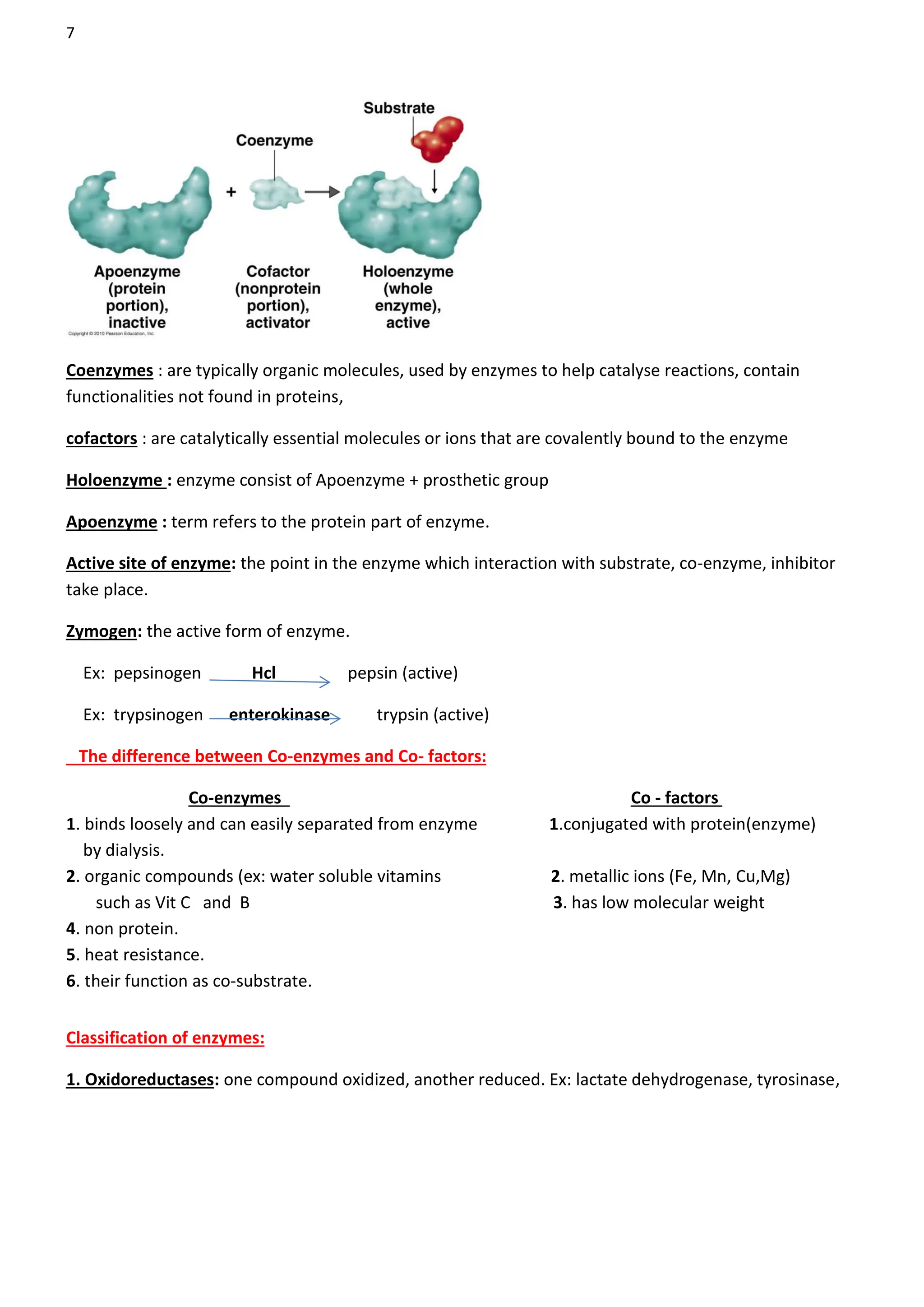 Biochemistry-9-Enzymes.pdf easy notes of zoology | PDF