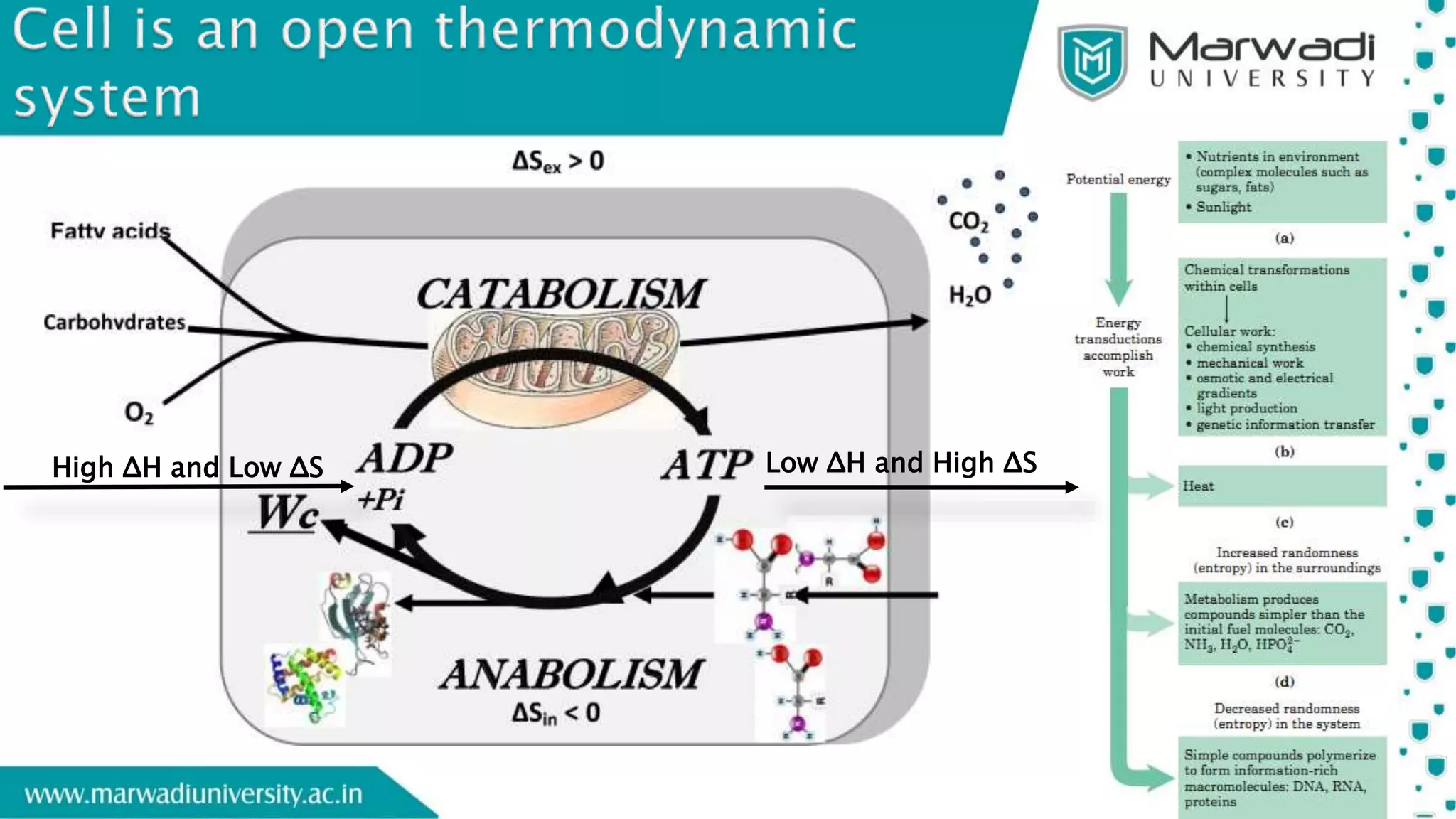 Biochemistry a mere game of thermodynamic principles | PPT