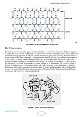Biochemistry and-human-nutrition | PDF
