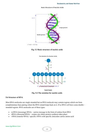 Biochemistry and-human-nutrition | PDF