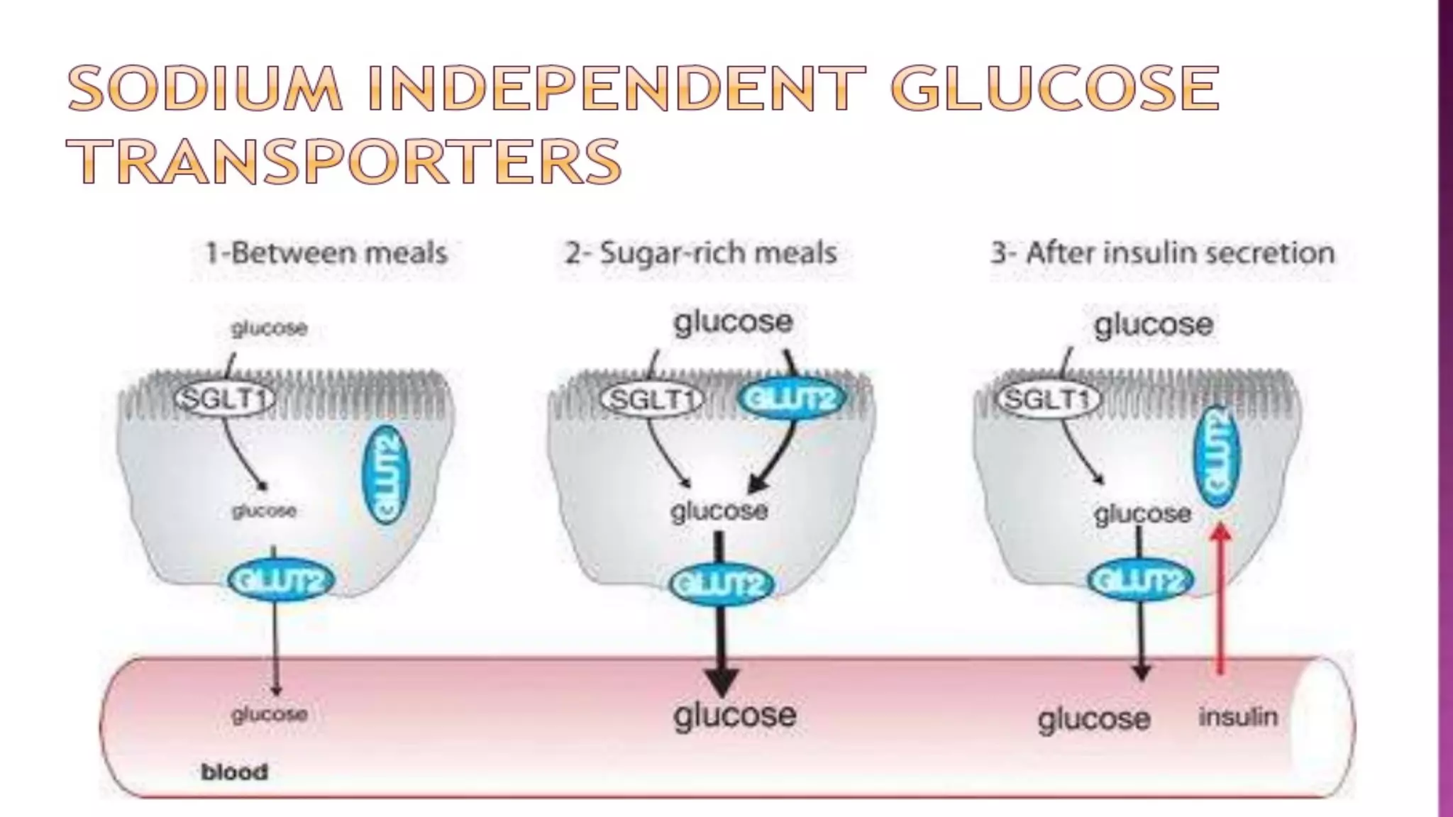 Biochemistry- Glucose transporters | PDF