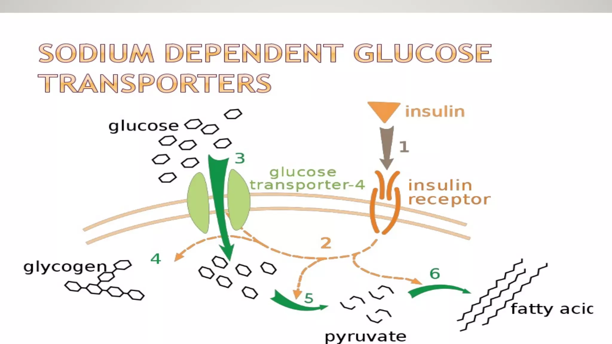 Biochemistry- Glucose transporters | PDF
