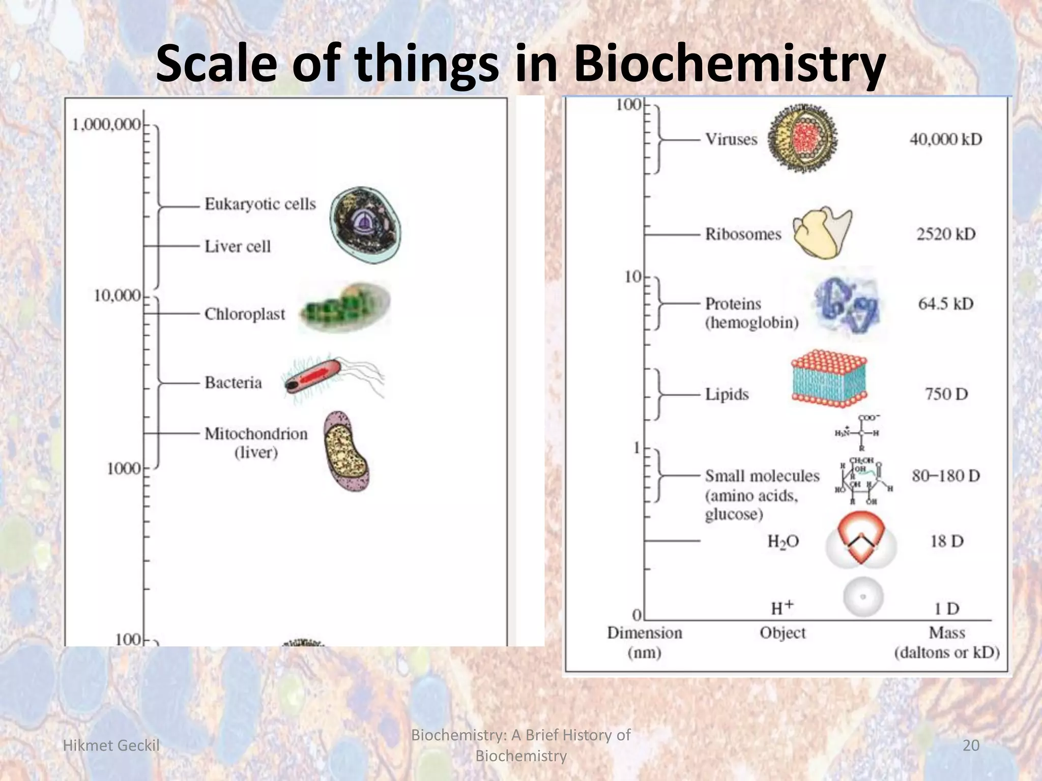 Biochemistry: A Brief History of Biochemsitry | PDF