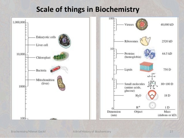 Biochemistry: A Brief History of Biochemsitry