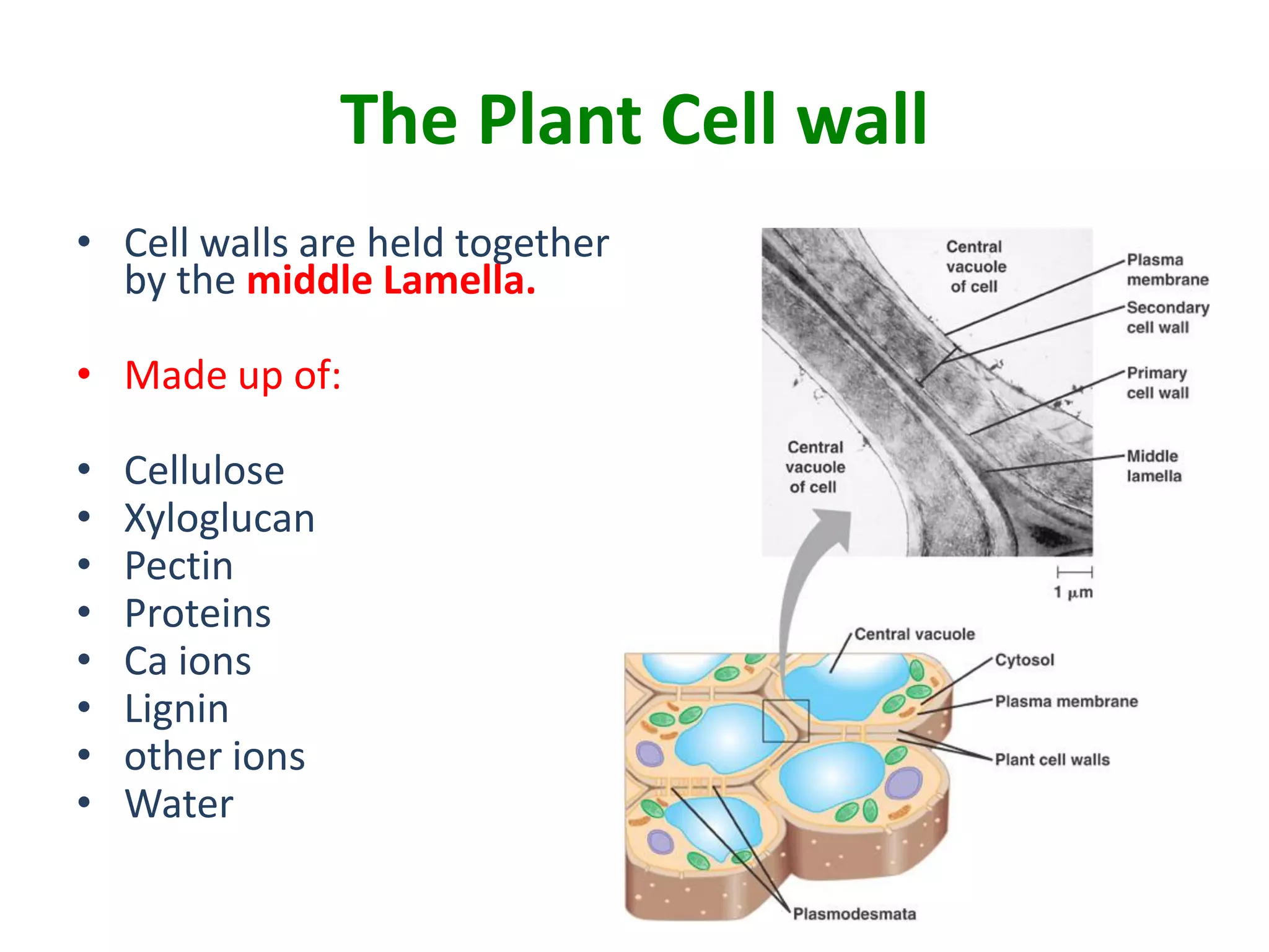 Biochemistry introduction and importance.plant cell, cell wall and its ...
