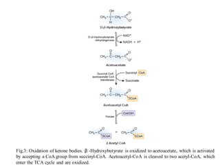 biochemistry - lipid metabolism and disorders pdf | PDF