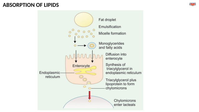 LIPIDS Digestion, absorption and metabolism of lipids and related ...