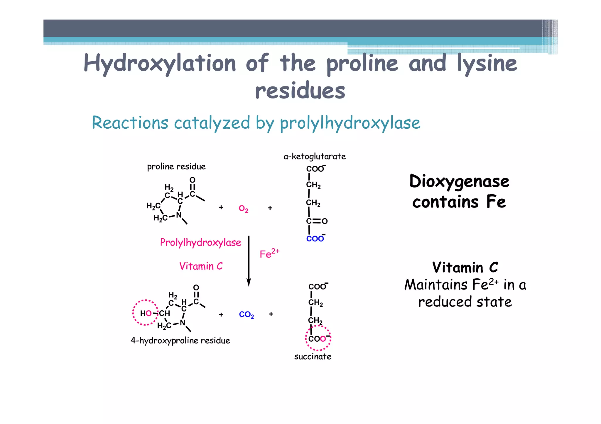biochemistry-of-connective-tissue-dentistrykopptx.pdf
