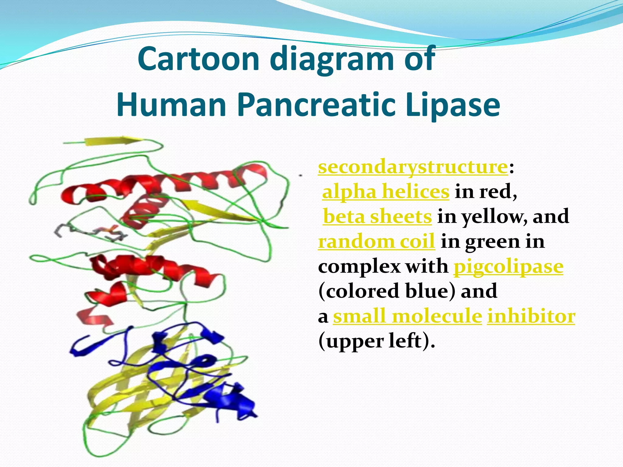 Pancreatic lipase ppt | PPTX