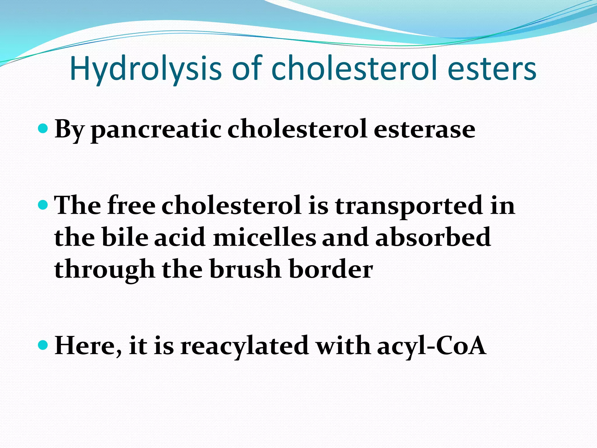 Pancreatic lipase ppt | PPTX