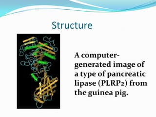 Pancreatic lipase ppt | PPTX