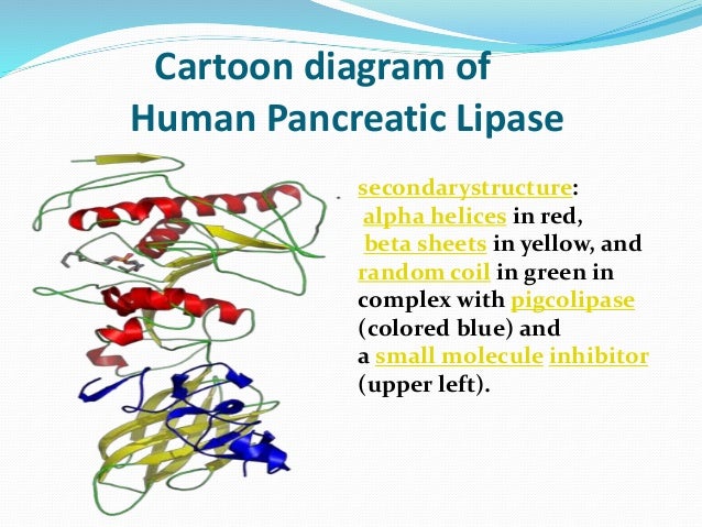 Pancreatic lipase ppt