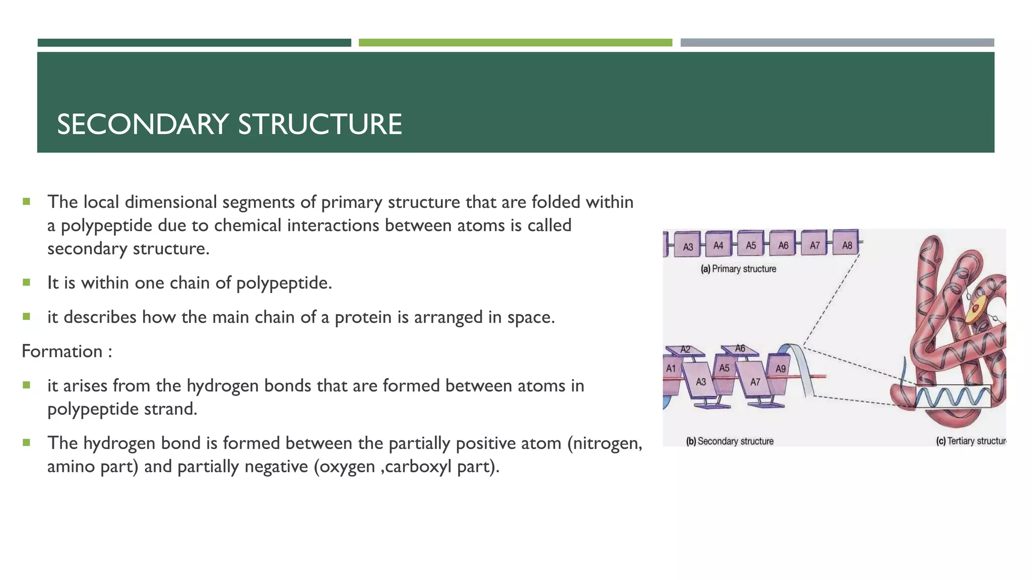 biochemistry-secondary structure of proteins | PDF