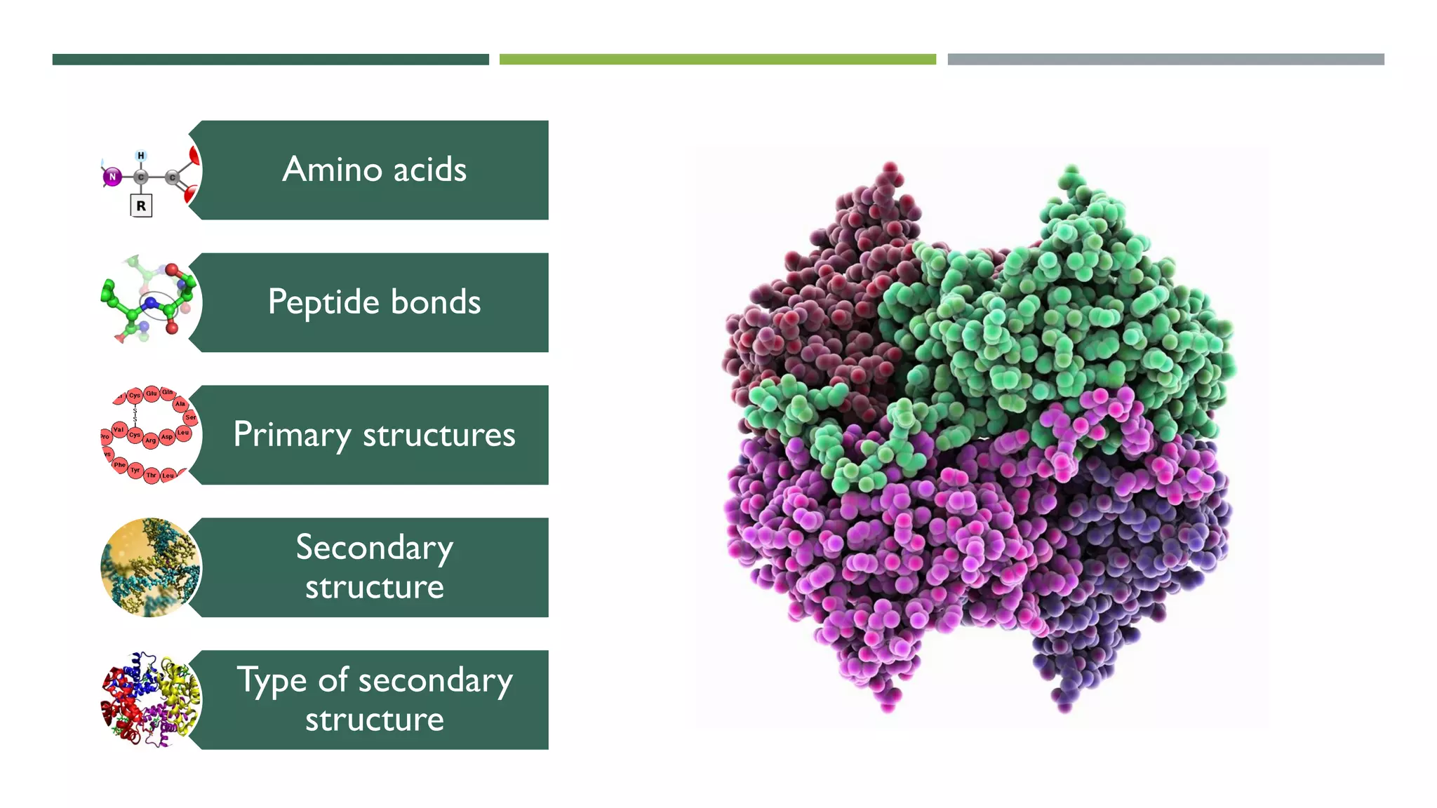 biochemistry-secondary structure of proteins | PDF