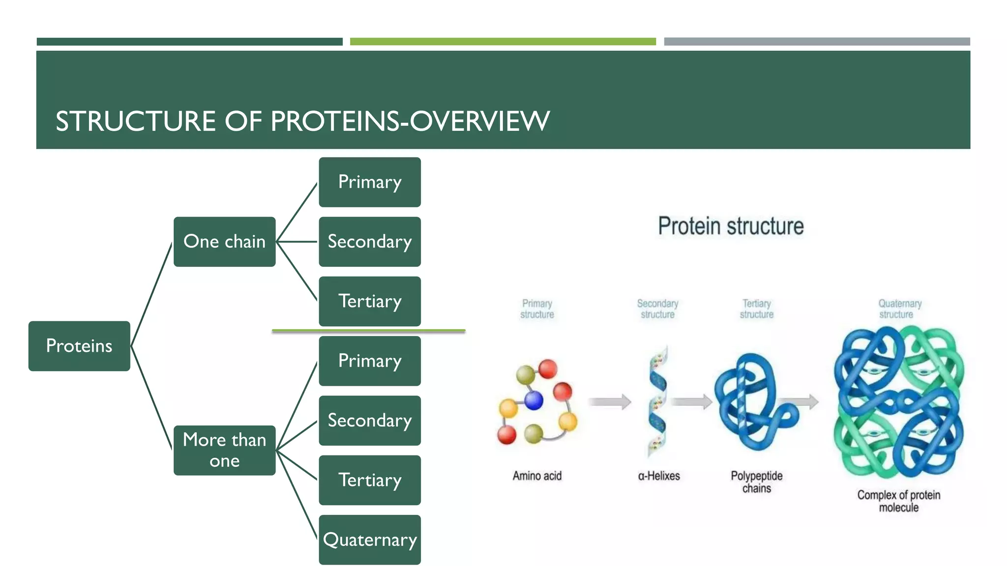biochemistry-secondary structure of proteins | PDF