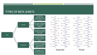 biochemistry-secondary structure of proteins | PDF