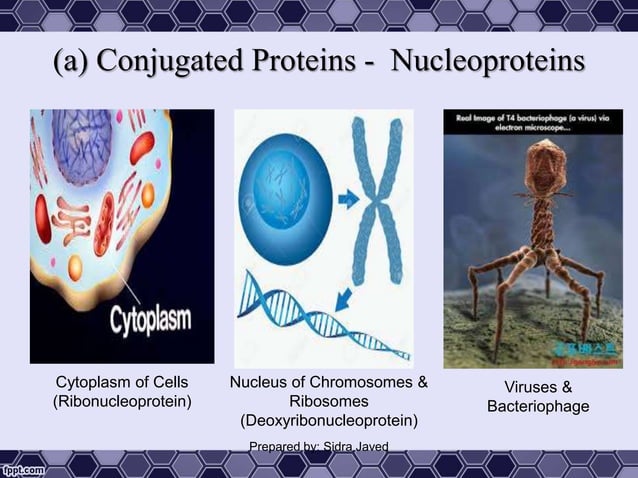 Proteins | PPTX | Biological Sciences | Science