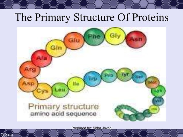 Proteins | PPTX | Biological Sciences | Science