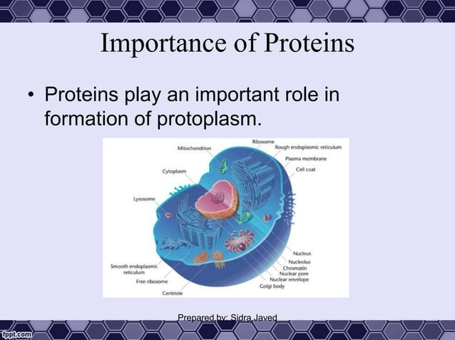Proteins | PPTX | Biological Sciences | Science
