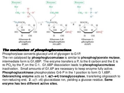 Biochemistry2-2016-Lecture-Glycogen-Metabolism.ppt