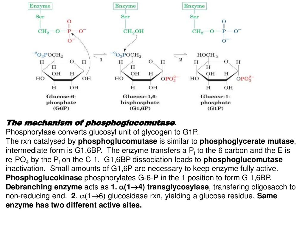 Biochemistry2-2016-Lecture-Glycogen-Metabolism.ppt