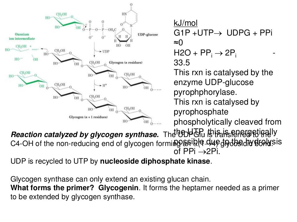 Biochemistry2-2016-Lecture-Glycogen-Metabolism.ppt