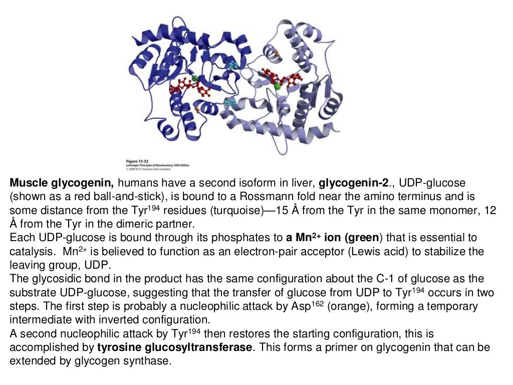 Biochemistry2-2016-Lecture-Glycogen-Metabolism.ppt