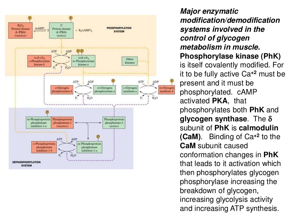 Biochemistry2-2016-Lecture-Glycogen-Metabolism.ppt