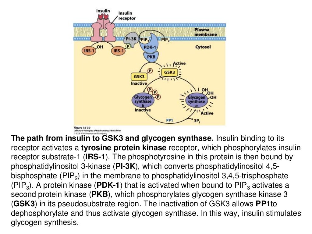 Biochemistry2-2016-Lecture-Glycogen-Metabolism.ppt