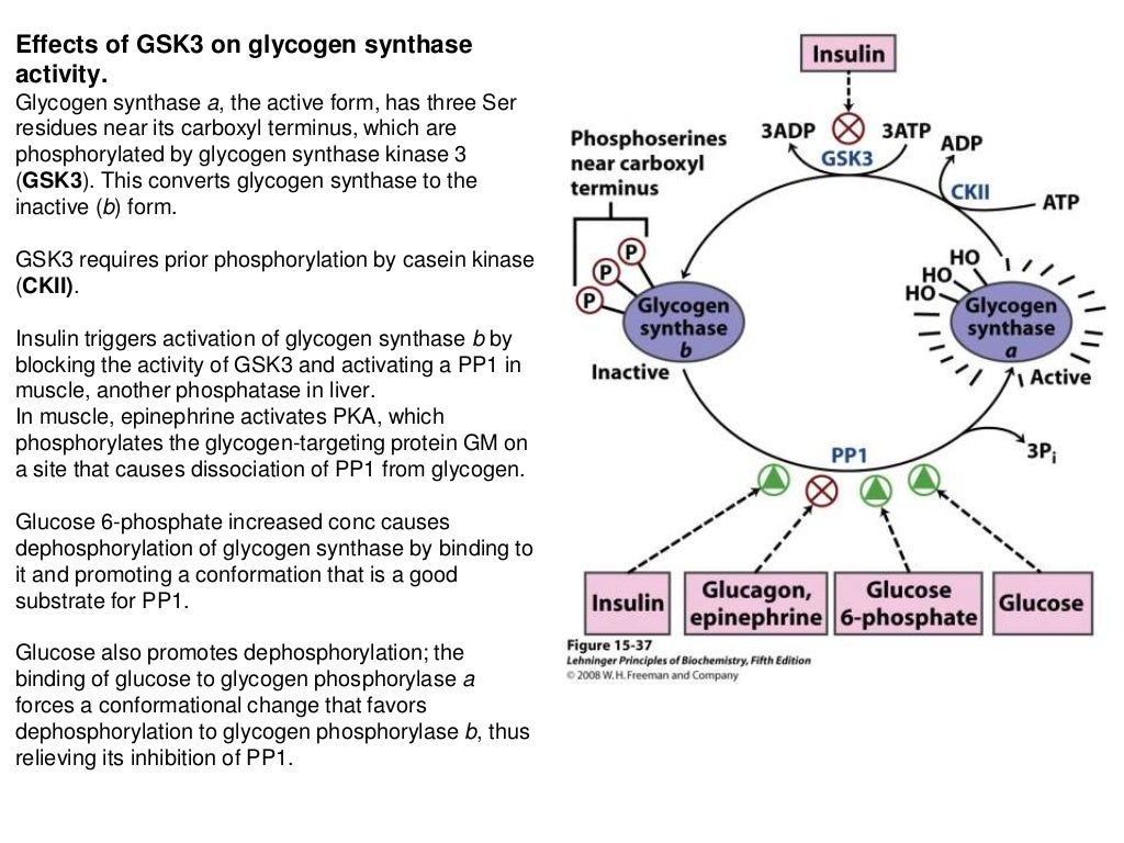 Biochemistry2-2016-Lecture-Glycogen-Metabolism.ppt