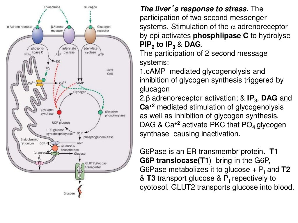 Biochemistry2-2016-Lecture-Glycogen-Metabolism.ppt