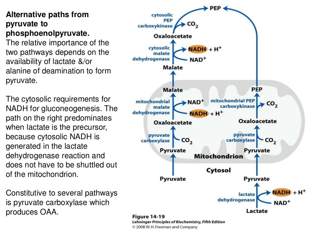 Biochemistry2-2016-Lecture-Glycogen-Metabolism.ppt