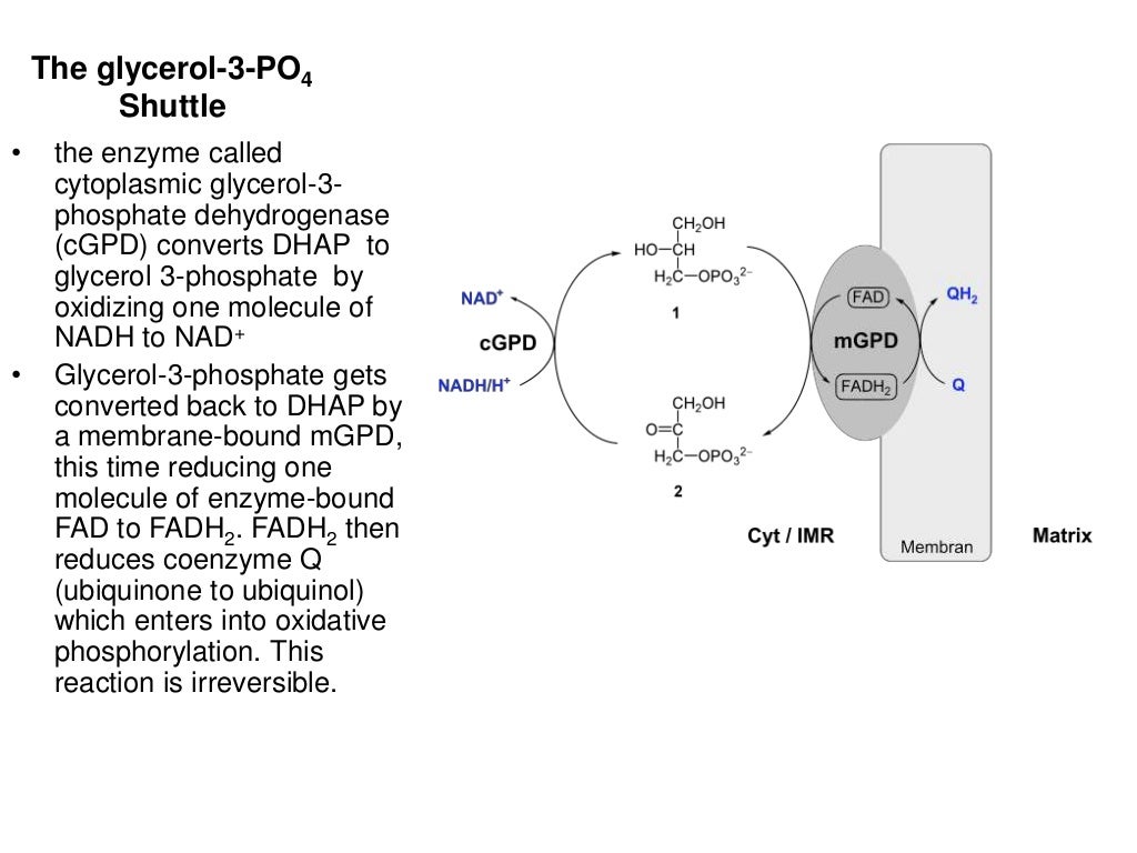 Biochemistry2-2016-Lecture-Glycogen-Metabolism.ppt