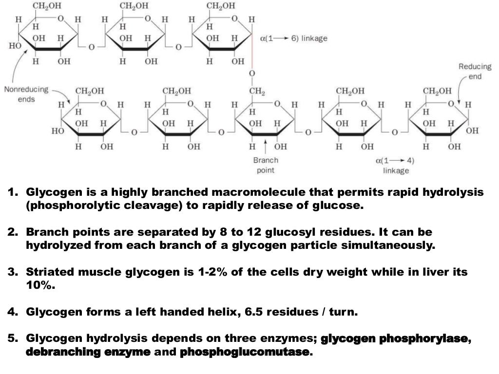 Biochemistry2-2016-Lecture-Glycogen-Metabolism.ppt