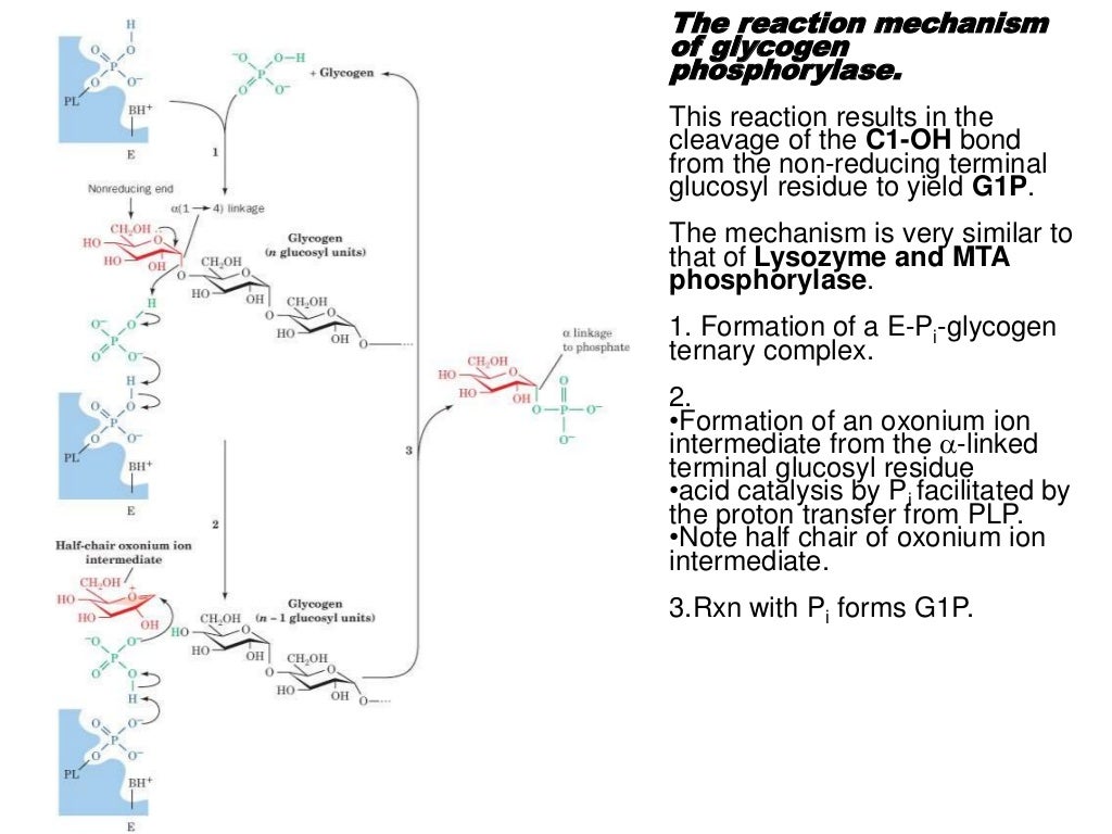 Biochemistry2-2016-Lecture-Glycogen-Metabolism.ppt