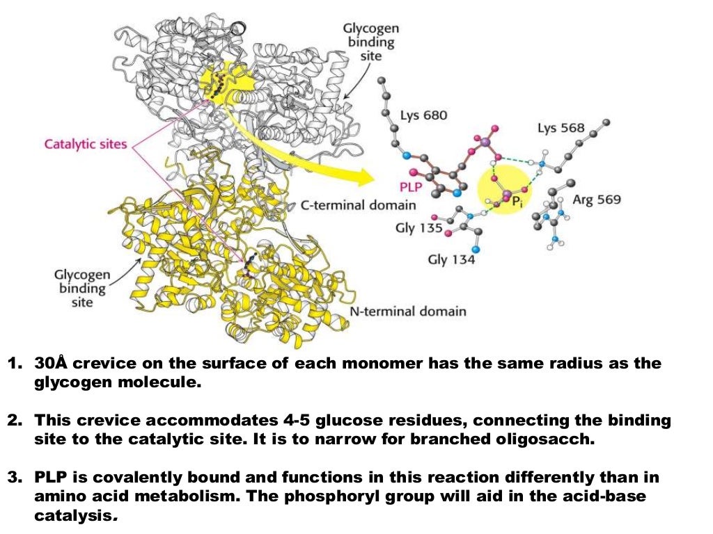 Biochemistry2-2016-Lecture-Glycogen-Metabolism.ppt