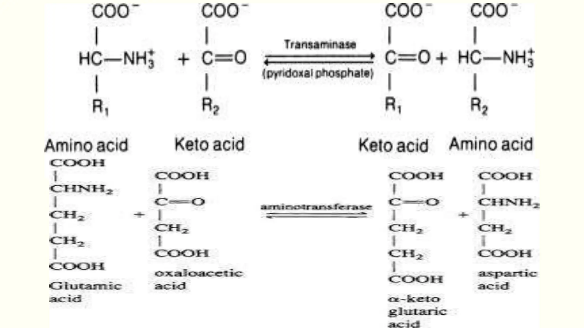 Catabolism of amino acids, transamination and deamination | PPTX