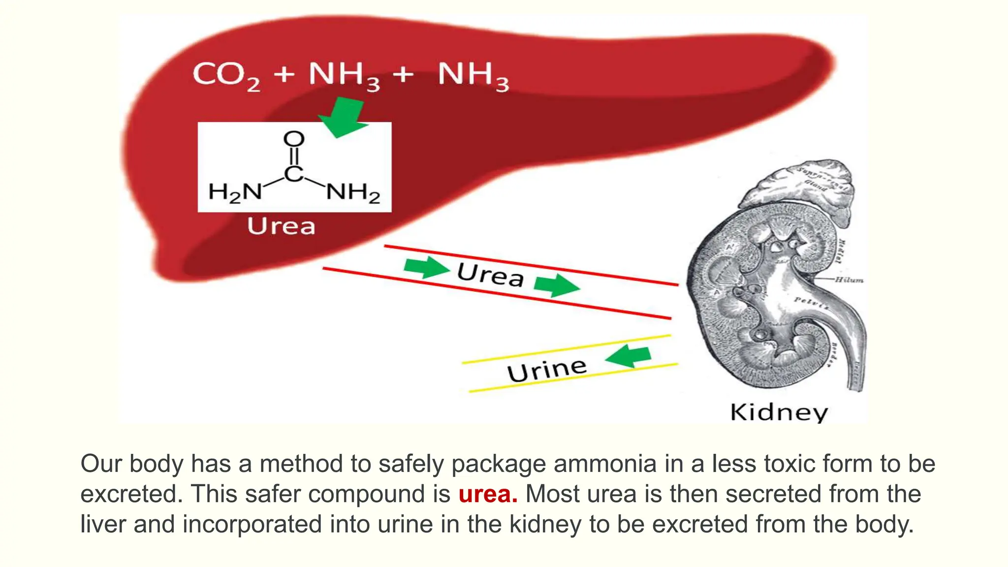 Catabolism of amino acids, transamination and deamination | PPTX