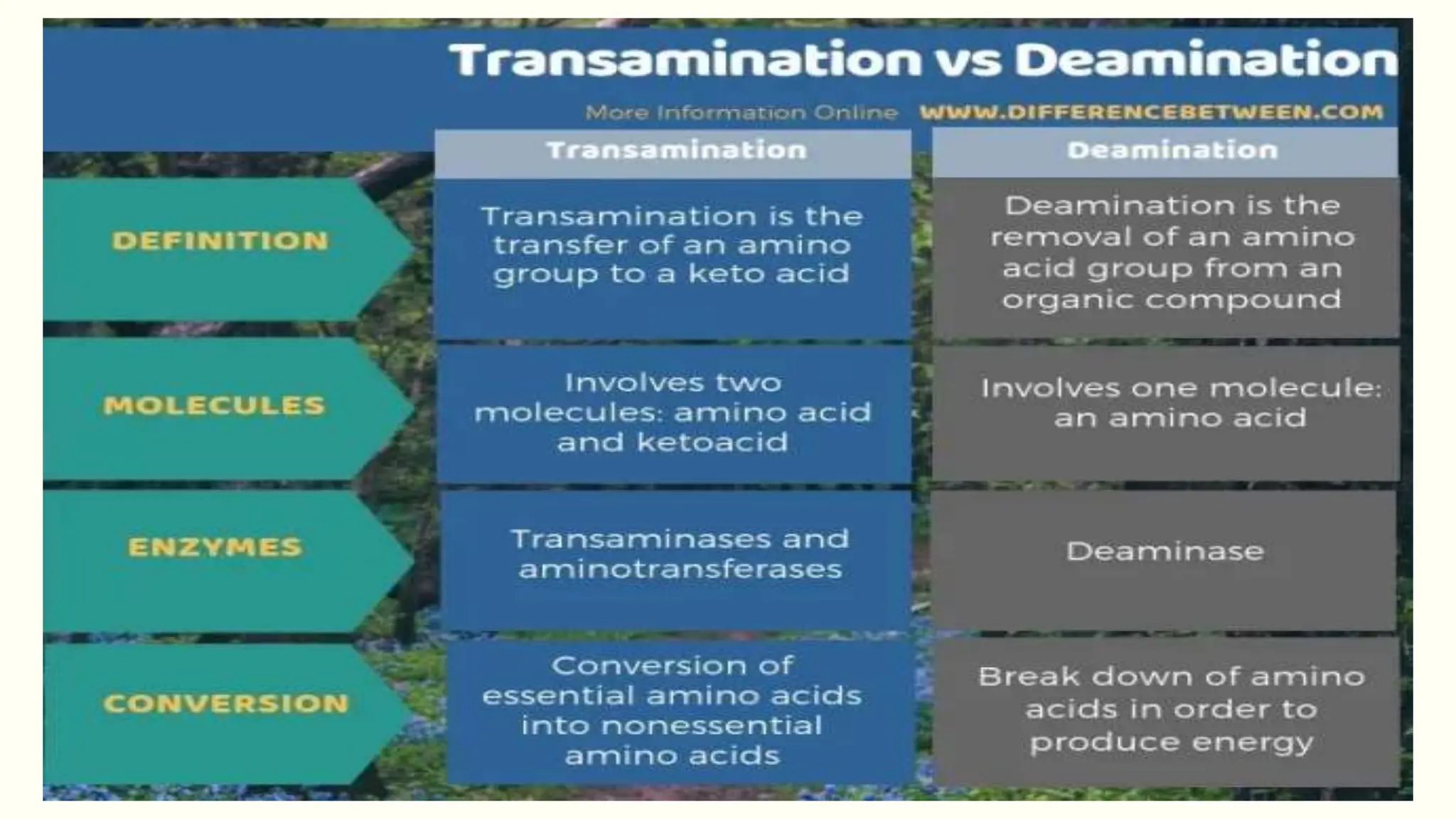 Catabolism of amino acids, transamination and deamination | PPTX
