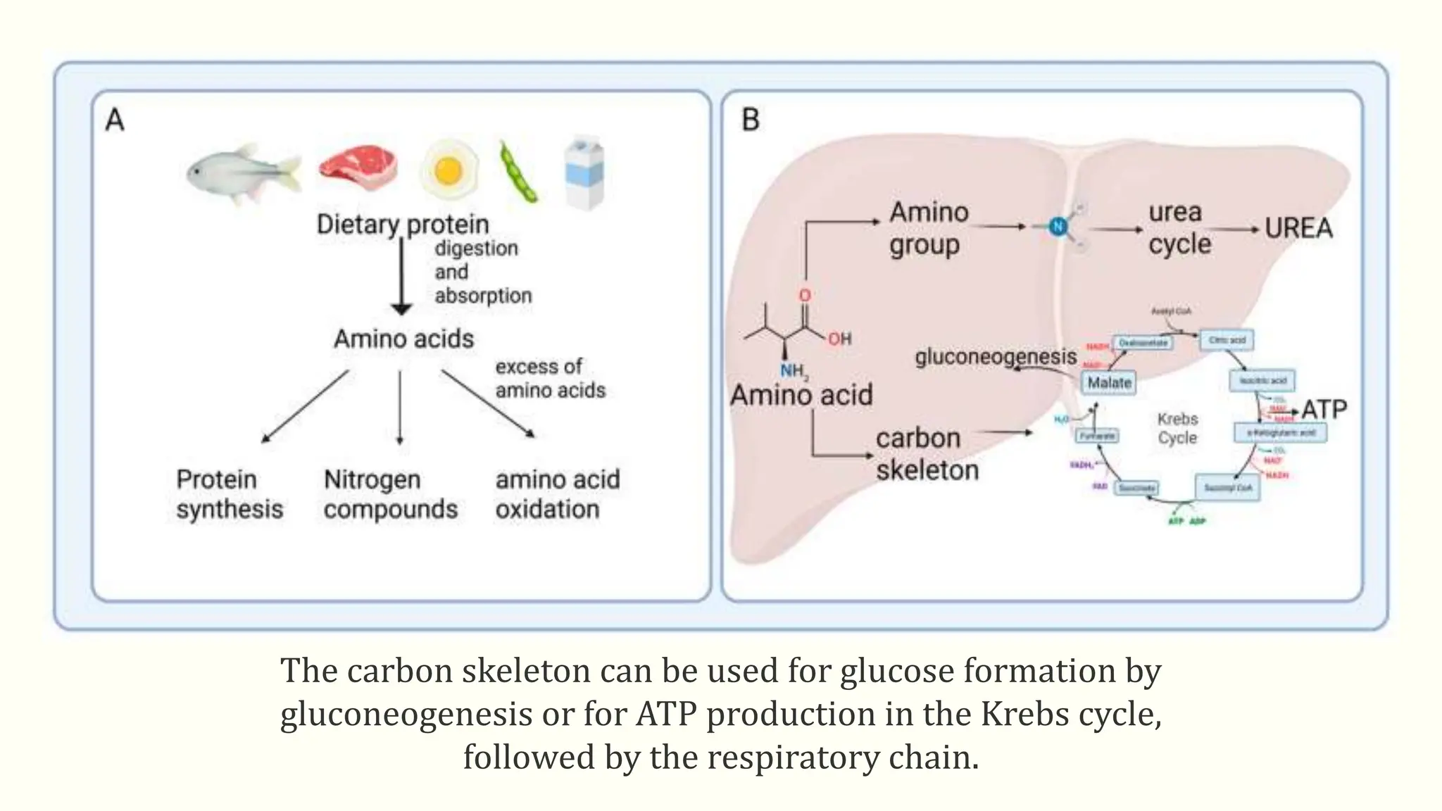 Catabolism of amino acids, transamination and deamination | PPTX