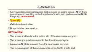 Catabolism of amino acids, transamination and deamination | PPTX