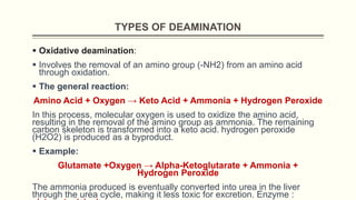 Catabolism of amino acids, transamination and deamination | PPTX