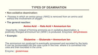 Catabolism of amino acids, transamination and deamination | PPTX