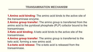 Catabolism of amino acids, transamination and deamination | PPTX